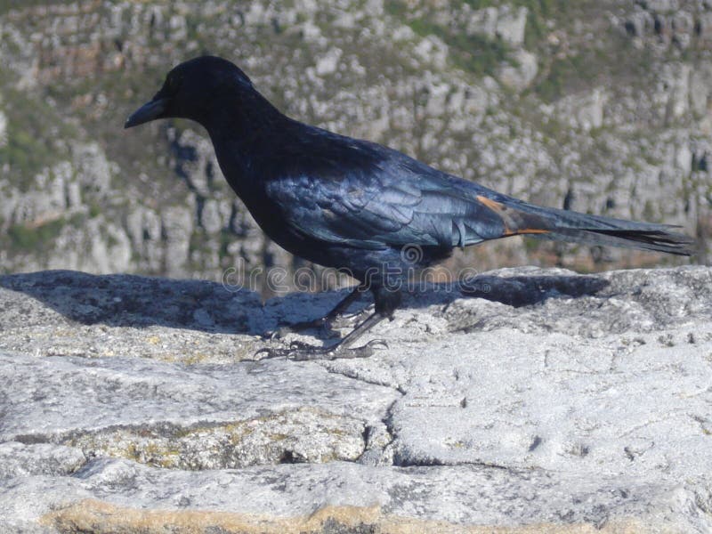 Mountain Crow Bird In The Bavarian Alps Near Germany Highest Point ...