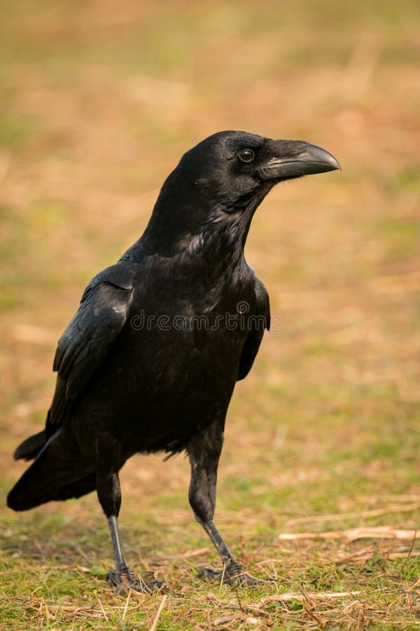 Crow in the nature stock image. Image of food, feather - 84368279