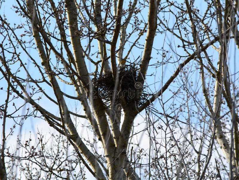 Crow nest on a tree stock image. Image of nest, nature - 253351195