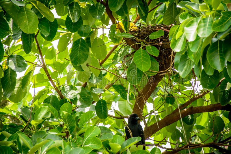 Closeup Photo of Crow and Net on the Tree Stock Photo - Image of ...