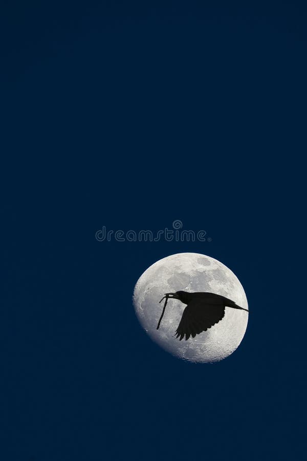 Crow in the night flight stock image. Image of night - 22494937