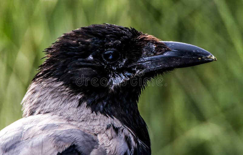 Norwegian crow berries stock photo. Image of plant, scandinavia - 124706282