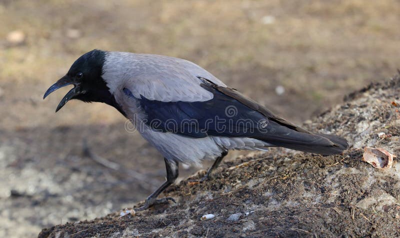 Crow with an Open Beak on the Ground Stock Image - Image of wildlife ...