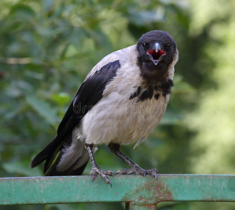 Crow with an Open Beak Sits on a Green Railing Stock Photo - Image of ...