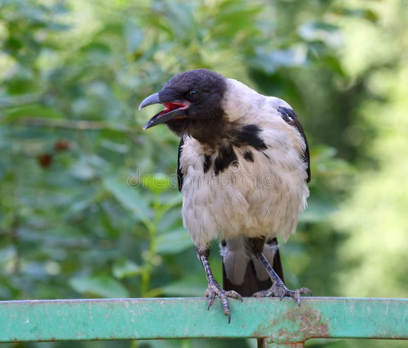 Crow with an Open Beak Sits on a Green Railing Stock Image - Image of ...