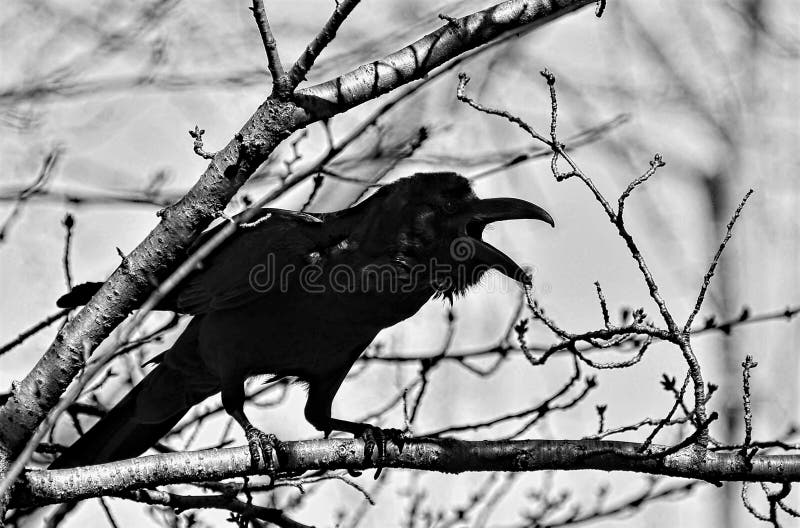 Crow with an Open Beak on a Tree Branch Stock Photo - Image of tree ...