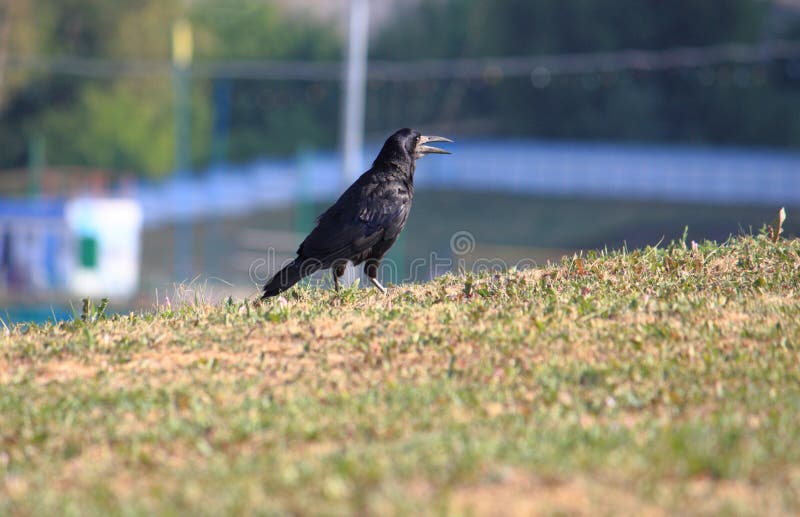 Crow with Open Beak Walk on Meadow Stock Image - Image of cornix ...