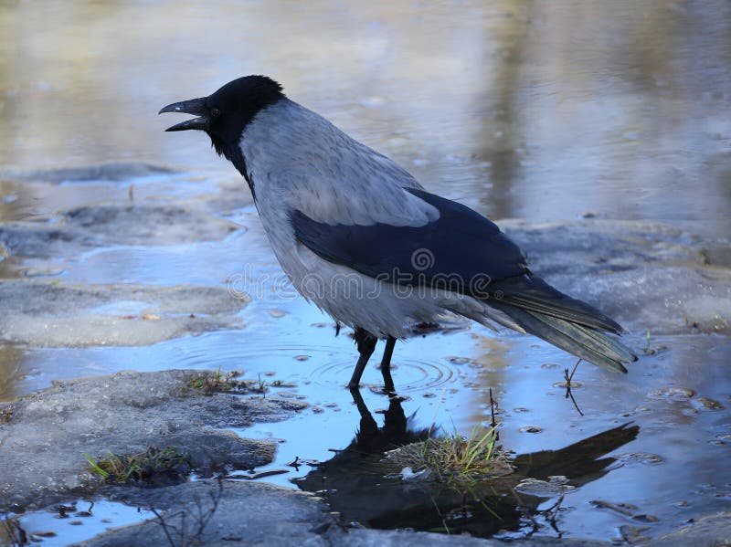 Crow with an Open Beak is in the Water Stock Image - Image of wild ...