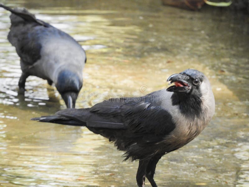 Crow with an Open Beak is in the Water Stock Image - Image of wild ...