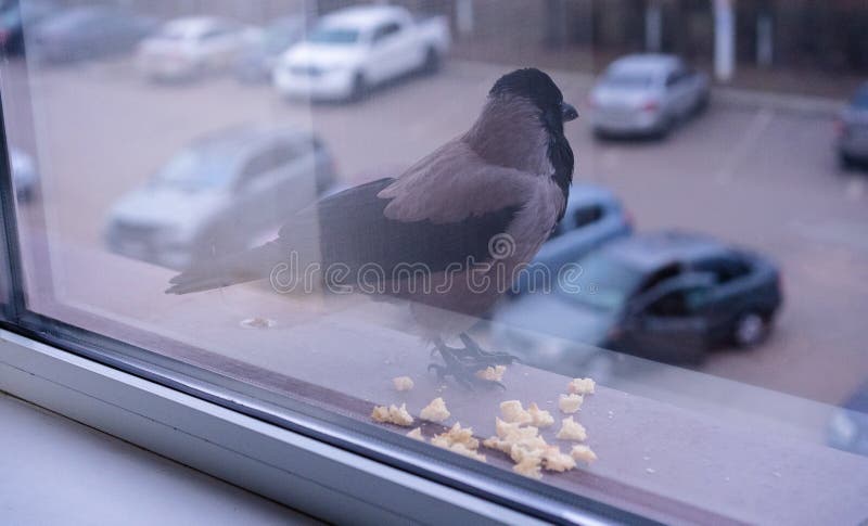 Vrindavan Window Stock Photos - Free & Royalty-Free Stock Photos from ...