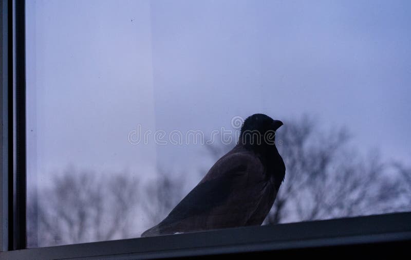 Crow is outside the window stock image. Image of corvus - 171809841
