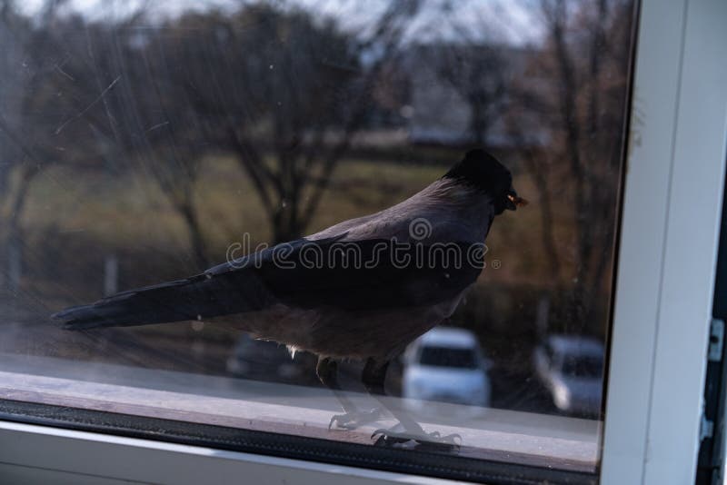 The Crow Outside the Window Looks Inside Stock Photo - Image of beak ...