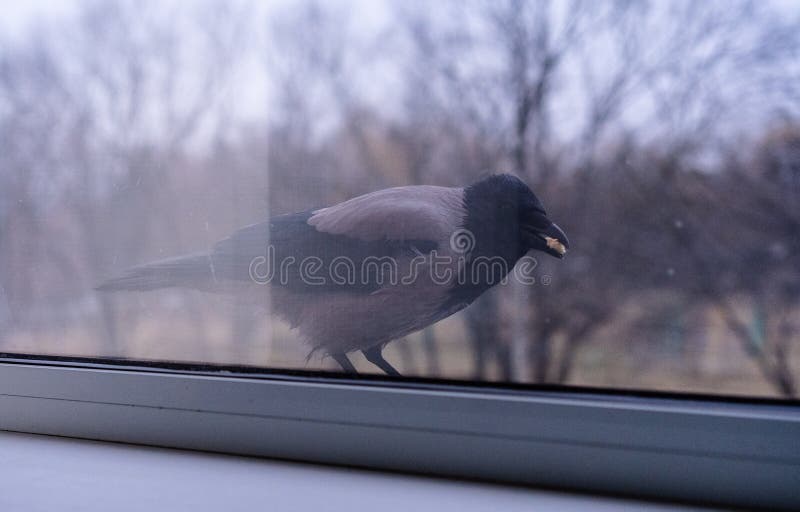 Crow Flying through the Sky Stock Photo - Image of crow, corvid: 163874892