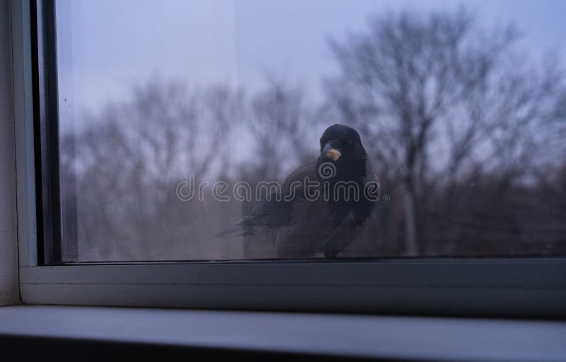 134 Black Hooded Crow Silhouette Stock Photos - Free & Royalty-Free ...