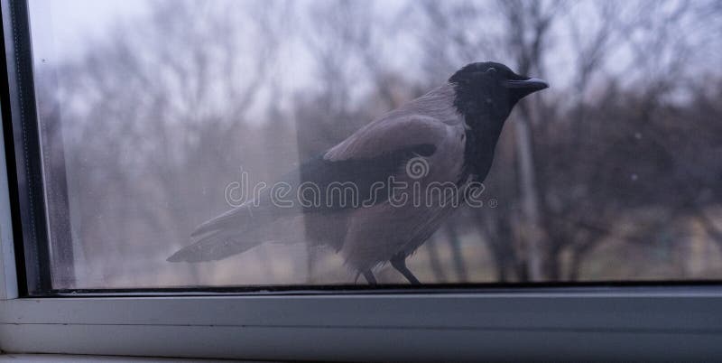 Windowcrow Stock Photos - Free & Royalty-Free Stock Photos from Dreamstime