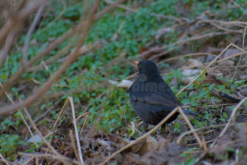 Crow with Outstretched Wings Stands on a Moss-covered Stone Slope by a ...