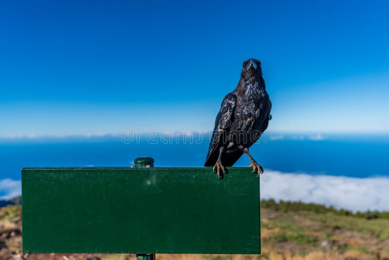 342 Crow Looking Camera Stock Photos - Free & Royalty-Free Stock Photos ...