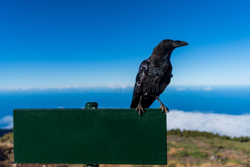 Crow Over Green Sign for Text Space Stock Image - Image of leadership ...