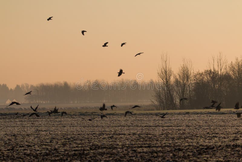 Crow stock image. Image of crow, nature, raven, portrait - 67800053