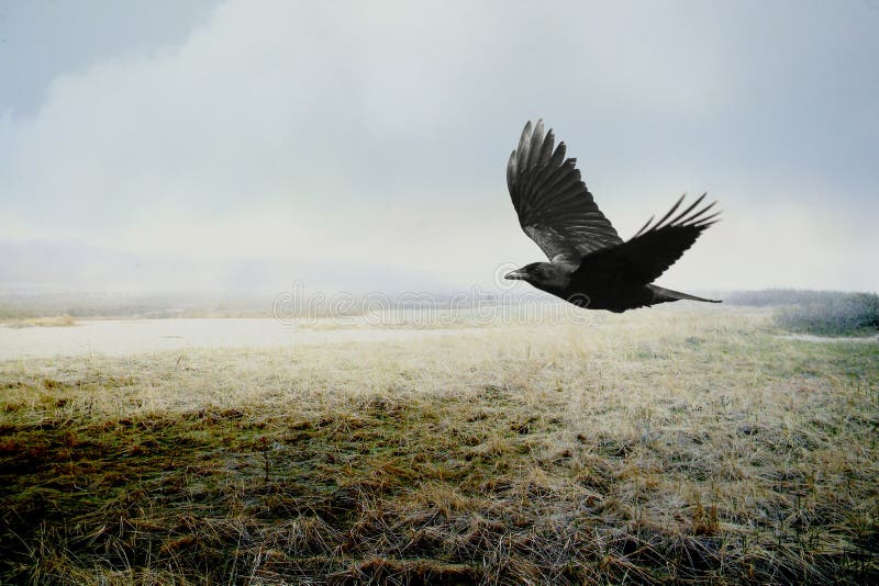 Crow Over Marsh stock photo. Image of marsh, american - 112278890
