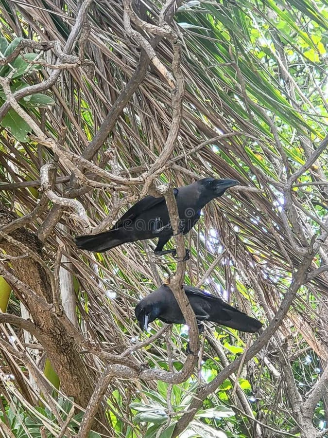 The Crow stock photo. Image of plant, wing, tree, pair - 267822548