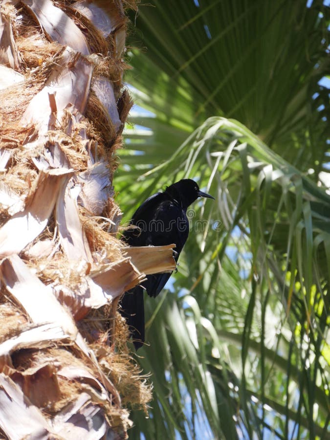 Crow on a palm tree stock image. Image of grass, black - 153735947