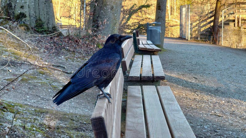A crow on a park bench stock image. Image of birdwatching - 242238453
