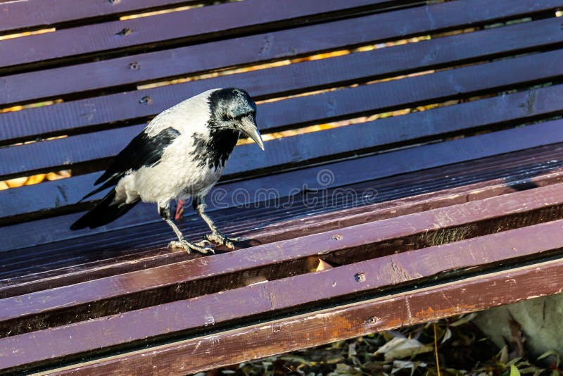 Crow on a Park Bench, Close Up Stock Image - Image of bread, animal ...