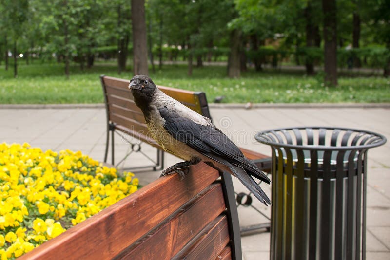 Crow on a park bench stock photo. Image of scavenger - 46437904