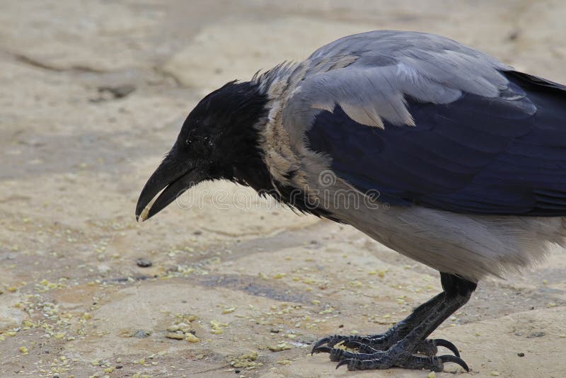 Crow in the Park. Birdwatching Stock Image - Image of crows, crow ...