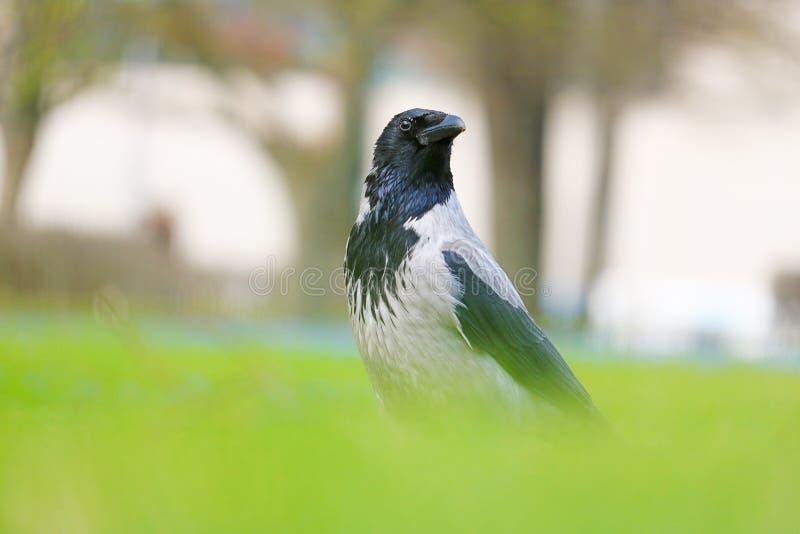 Crow in a park stock photo. Image of meadow, germany - 90634392