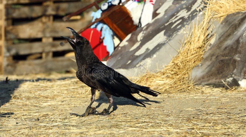 Crow stock photo. Image of outdoor, parked, nature, animals - 77812384
