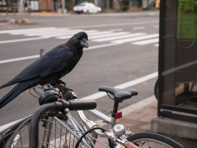 Crow Perched On Bicycle Bird Stock Image - Image of bird, bicycle: 73281007