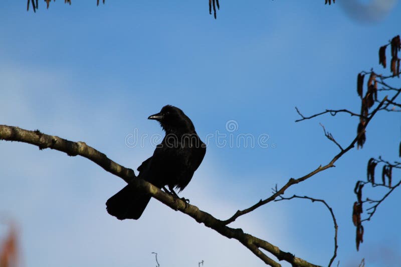 A crow perched on a branch stock image. Image of sunny - 112984005