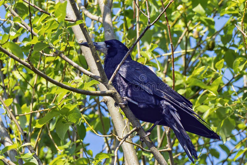 A Crow is Perched on a Branch in the Shade of a Tree Stock Photo ...