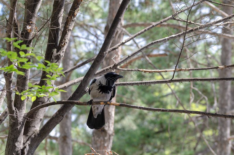Crow on the tree. stock photo. Image of feather, avian - 148130608