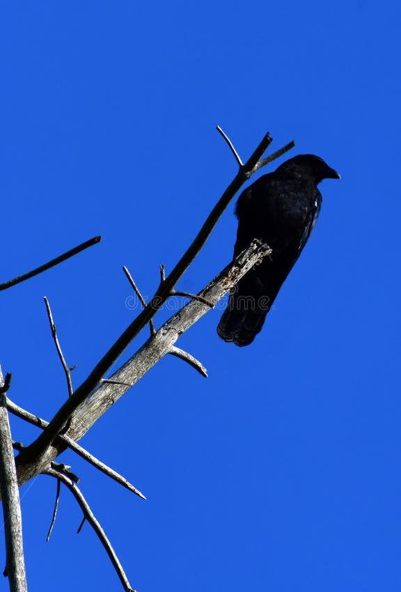 Perched Crow stock photo. Image of tail, crows, tree - 357387536