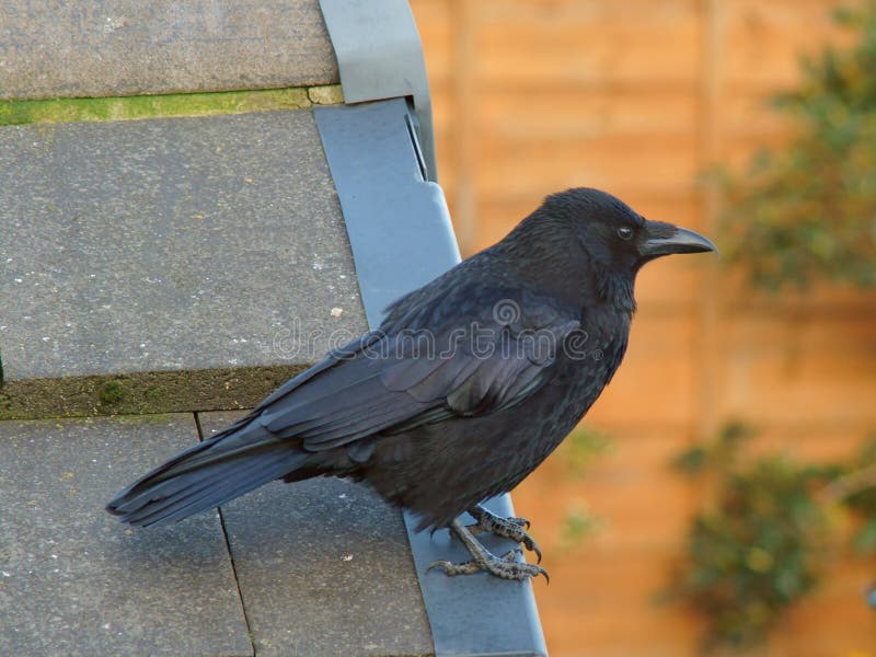 Crow, A crow perched on the edge of a roof. Good eye and feather