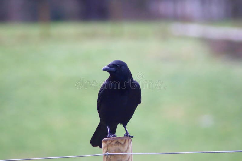 Crow Perched on a Fence Post Stock Image - Image of bird, sparrow ...