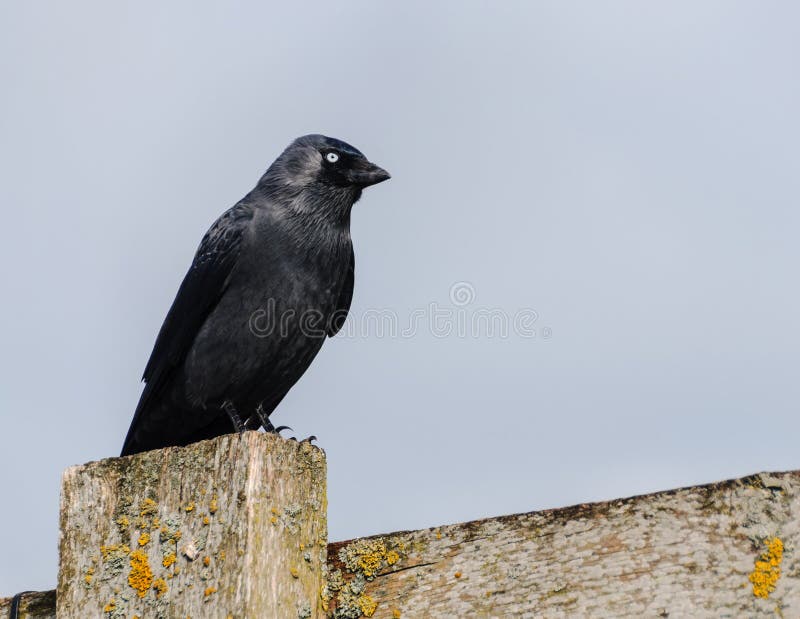 A Crow Perched on a Wooden Post Stock Image - Image of geography, coast ...