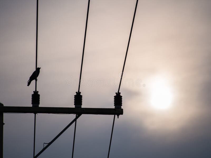 Crow on Power Line in Black and White Stock Image - Image of industrial ...