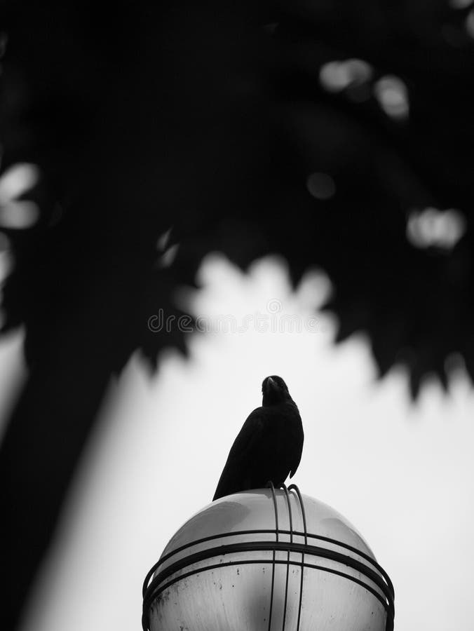 The Crow Perched on a Lamp Post Stock Image - Image of background, crow ...
