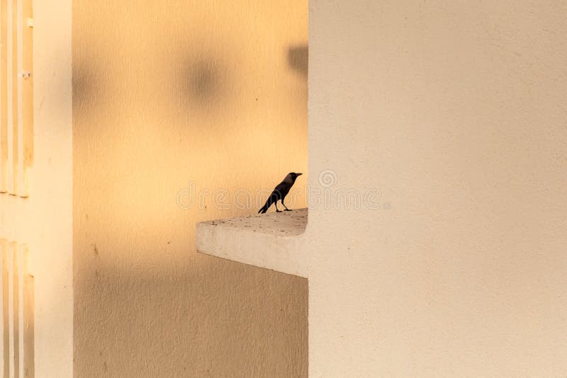 A Crow Perched on a Ledge of a Building Stock Photo - Image of ...