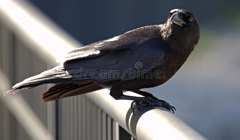Crow Perched on Railing in Sunlight. Stock Photo - Image of animal ...