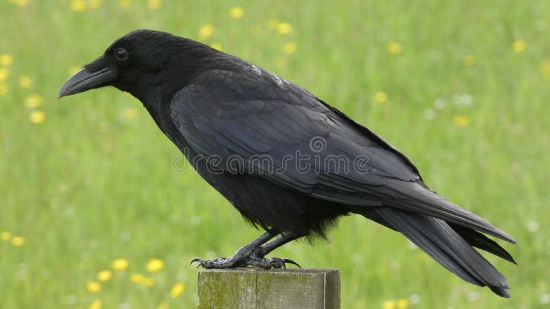 Crow Perched on a Post in Sunshine 2 Stock Photo - Image of meadow ...