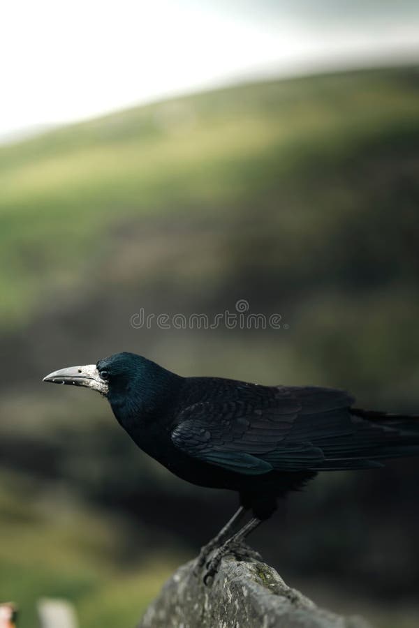 Crow perched on a rock stock photo. Image of outdoors - 277136578