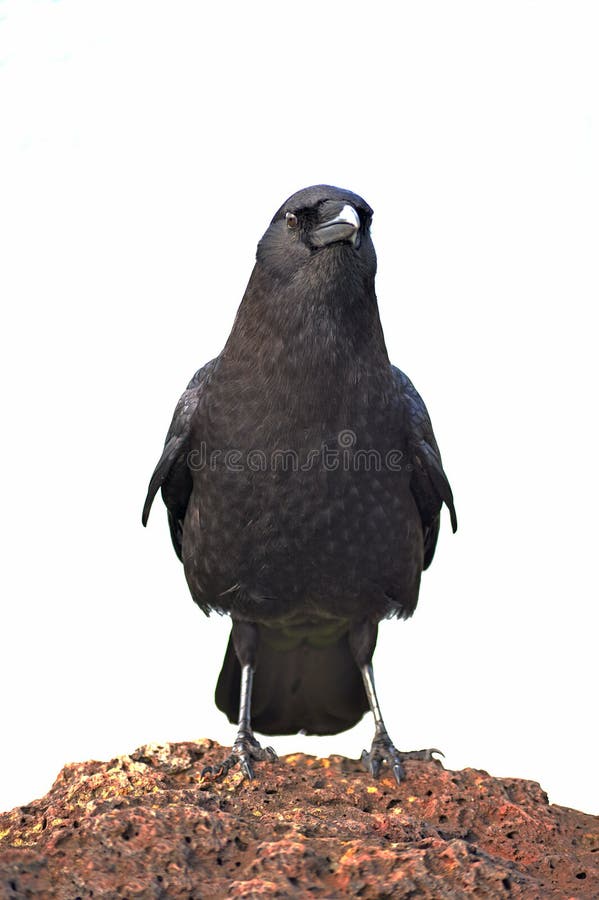 Crow stock photo. Image of studying, rainy, corvus, raven - 61475028