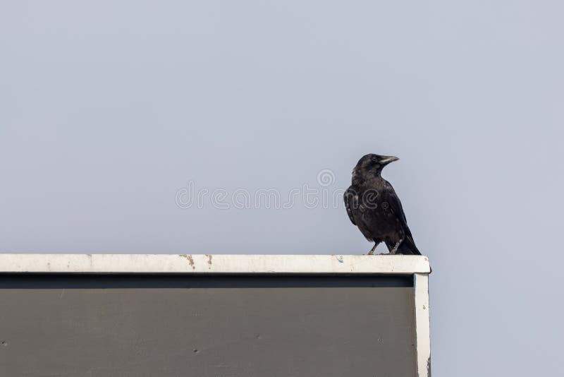 Crow Perched on Roof Looking Around Against Sky Stock Photo - Image of ...