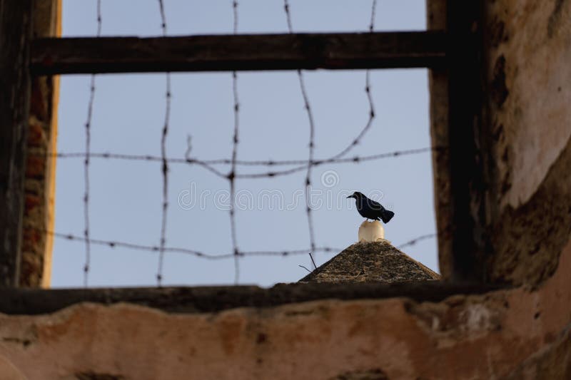 Crow Perched on a Rooftop Viewed through a Window with Barbwire Stock ...