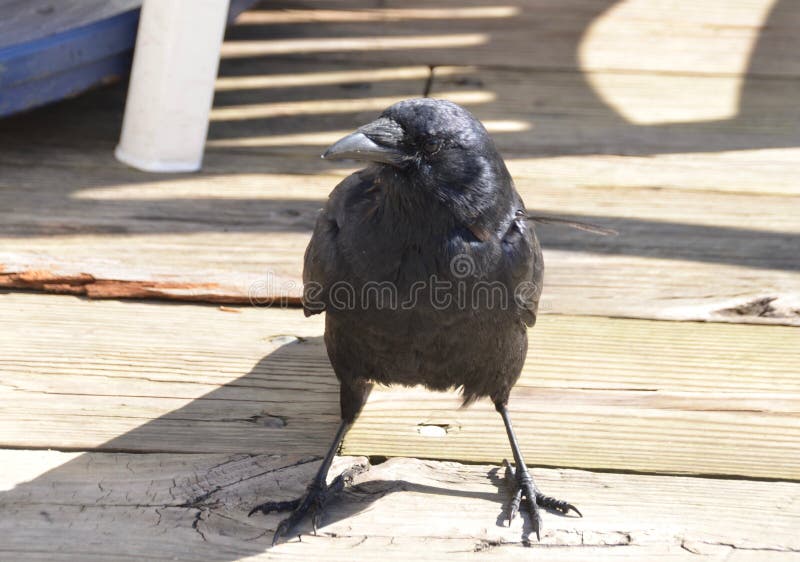 Crow stock image. Image of bird, bold, smart, board - 130032327